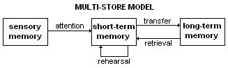 The 3 Stages of Memory: An In-Depth Guide (with Examples!)