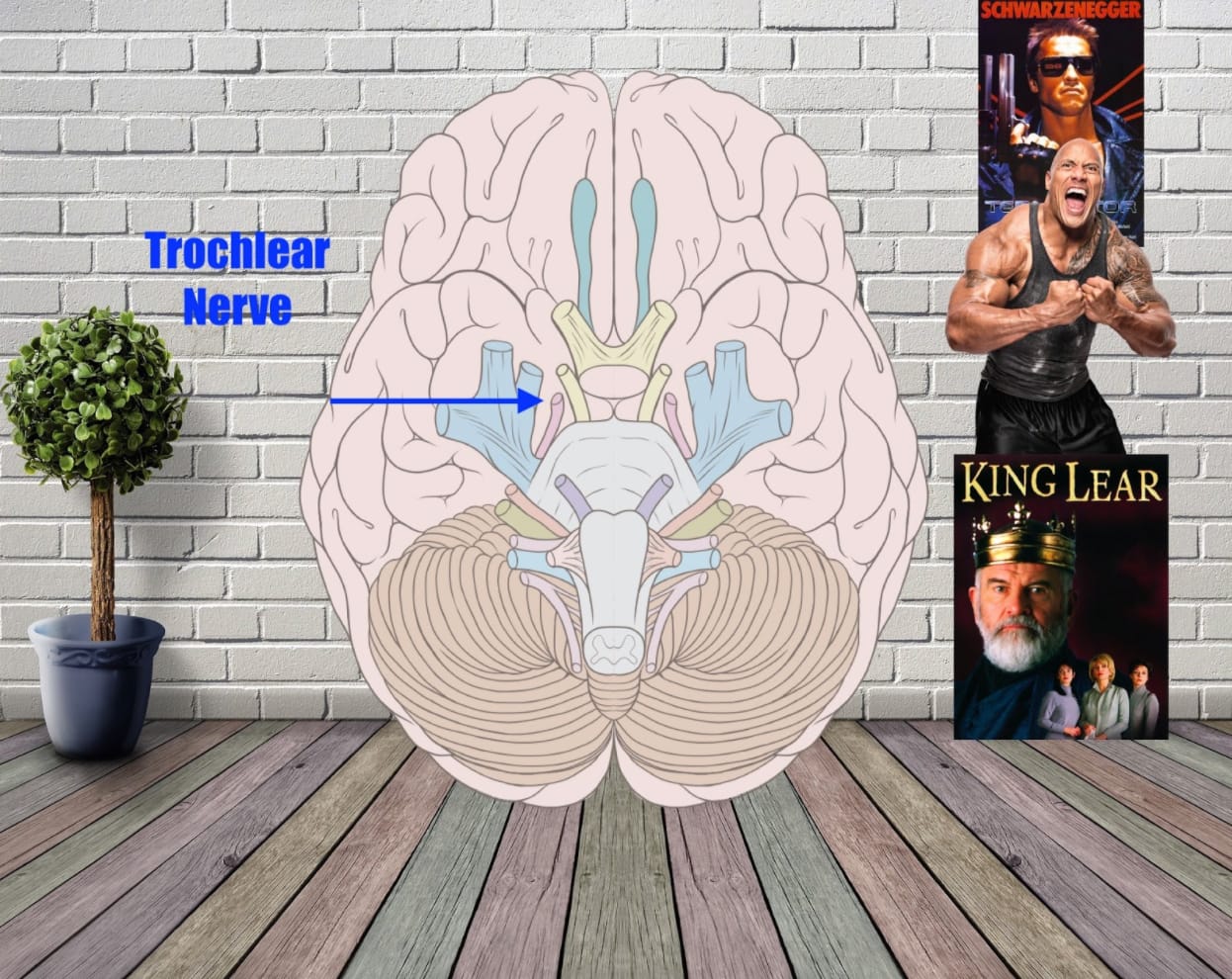 Cranial Nerves Mnemonic: How to Easily Remember All 12 In Order