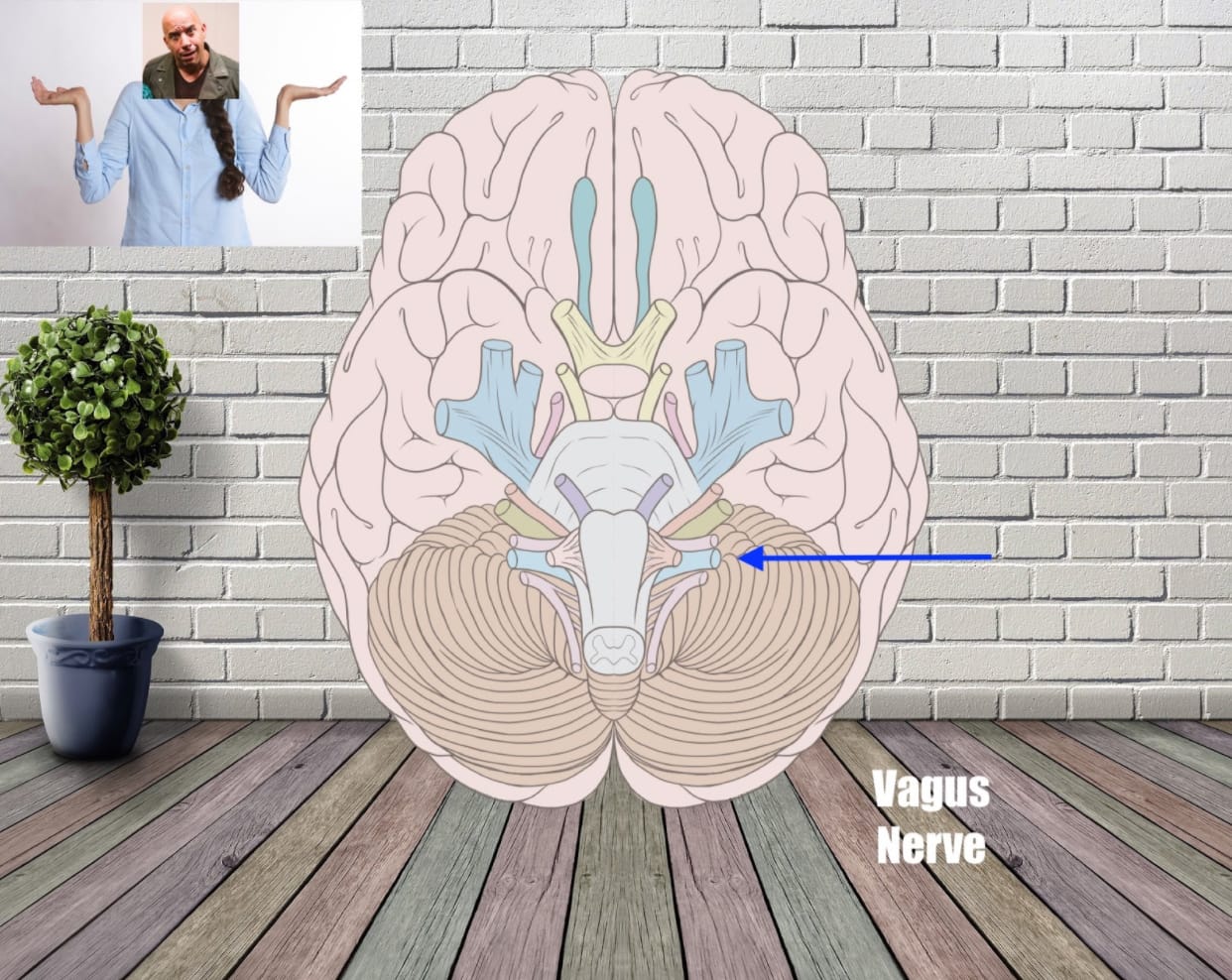 Cranial Nerves Mnemonic: How to Easily Remember All 12 In Order