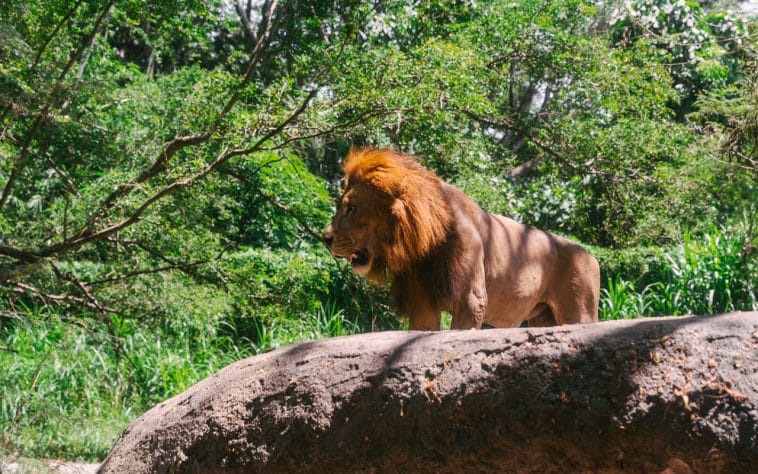 PAO System: How to Use This Powerful Technique