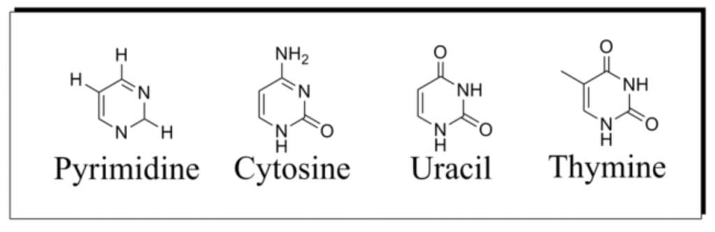 How to Remember Purines and Pyrimidines: Proven Memory Tips