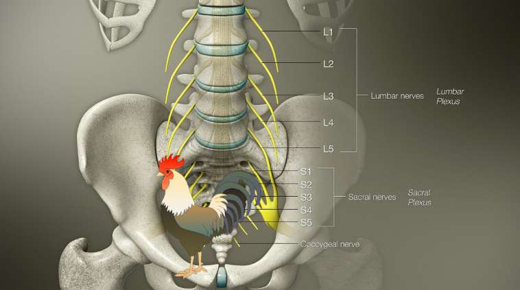 Effective Sacral Plexus Mnemonic + Lumbar Plexus Mnemonic