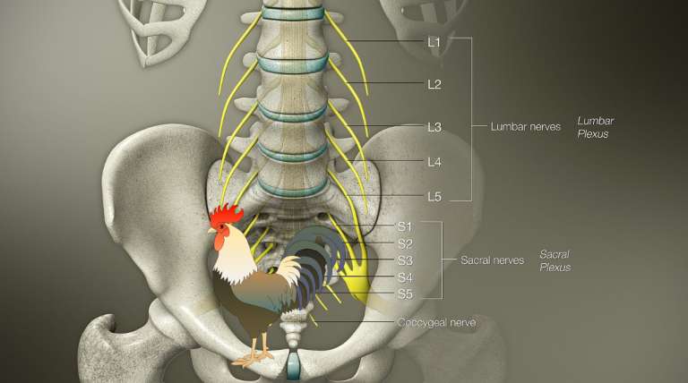 Effective Sacral Plexus Mnemonic + Lumbar Plexus Mnemonic