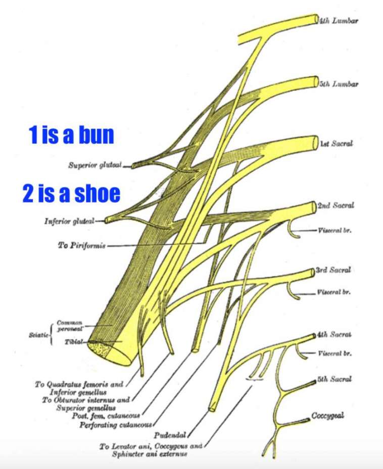 Effective Sacral Plexus Mnemonic + Lumbar Plexus Mnemonic