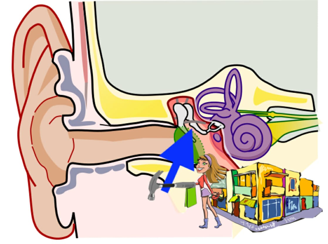 Anatomy Mnemonics That Make Memorizing Easy