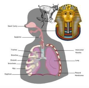 Anatomy Mnemonics That Make Memorizing Easy