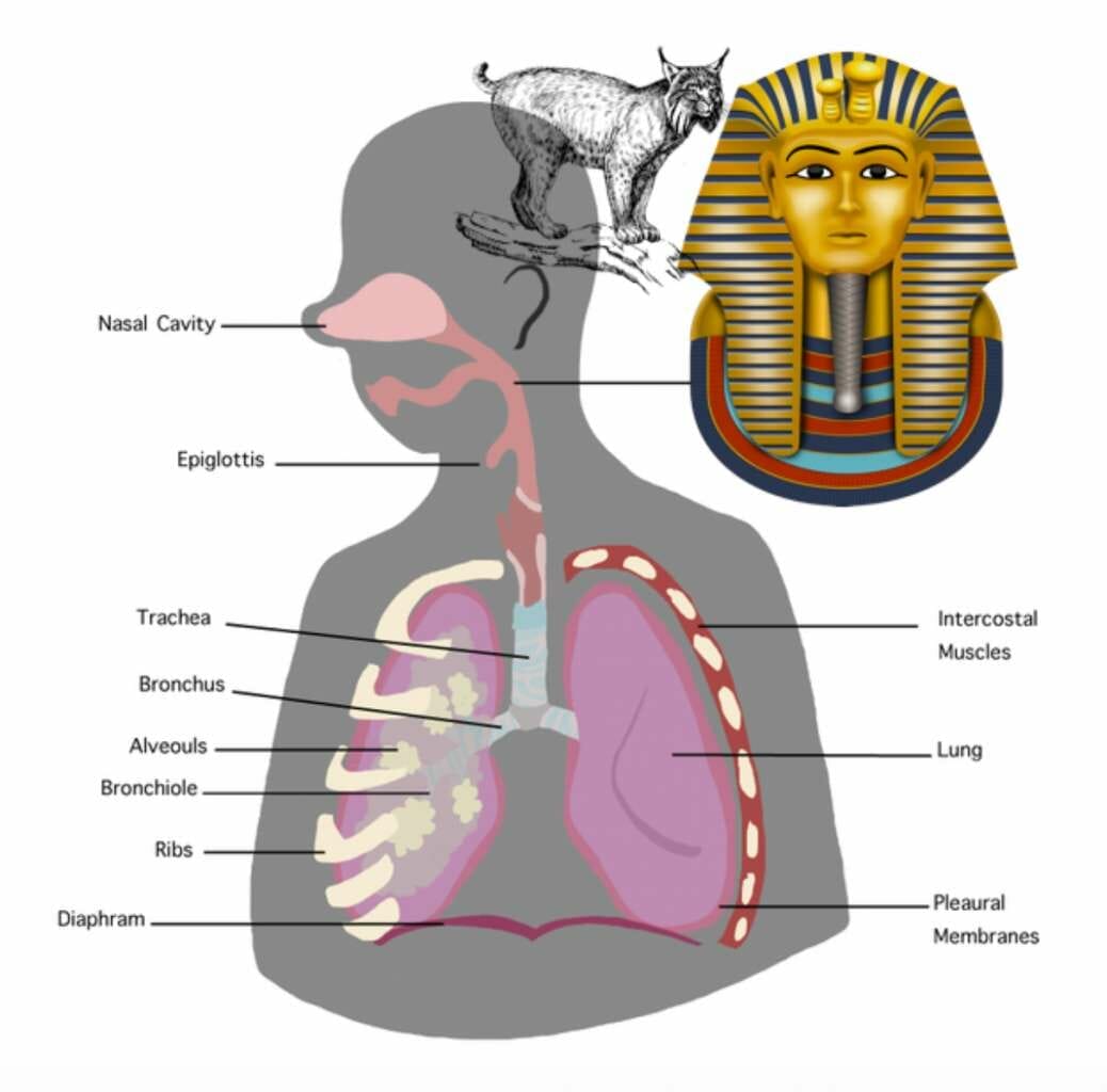 Anatomy Mnemonics That Make Memorizing Easy
