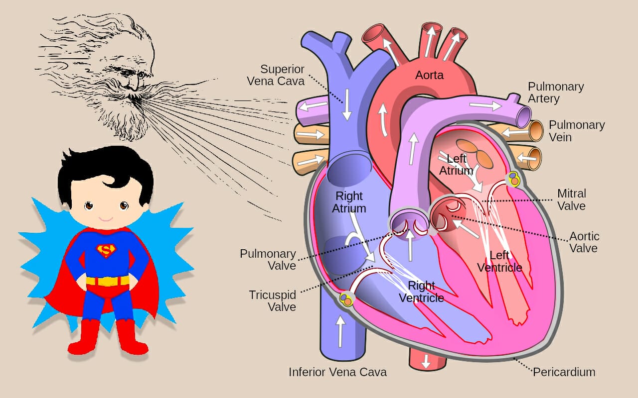 How to Remember Blood Flow Through the Heart: Easy Mnemonic Examples