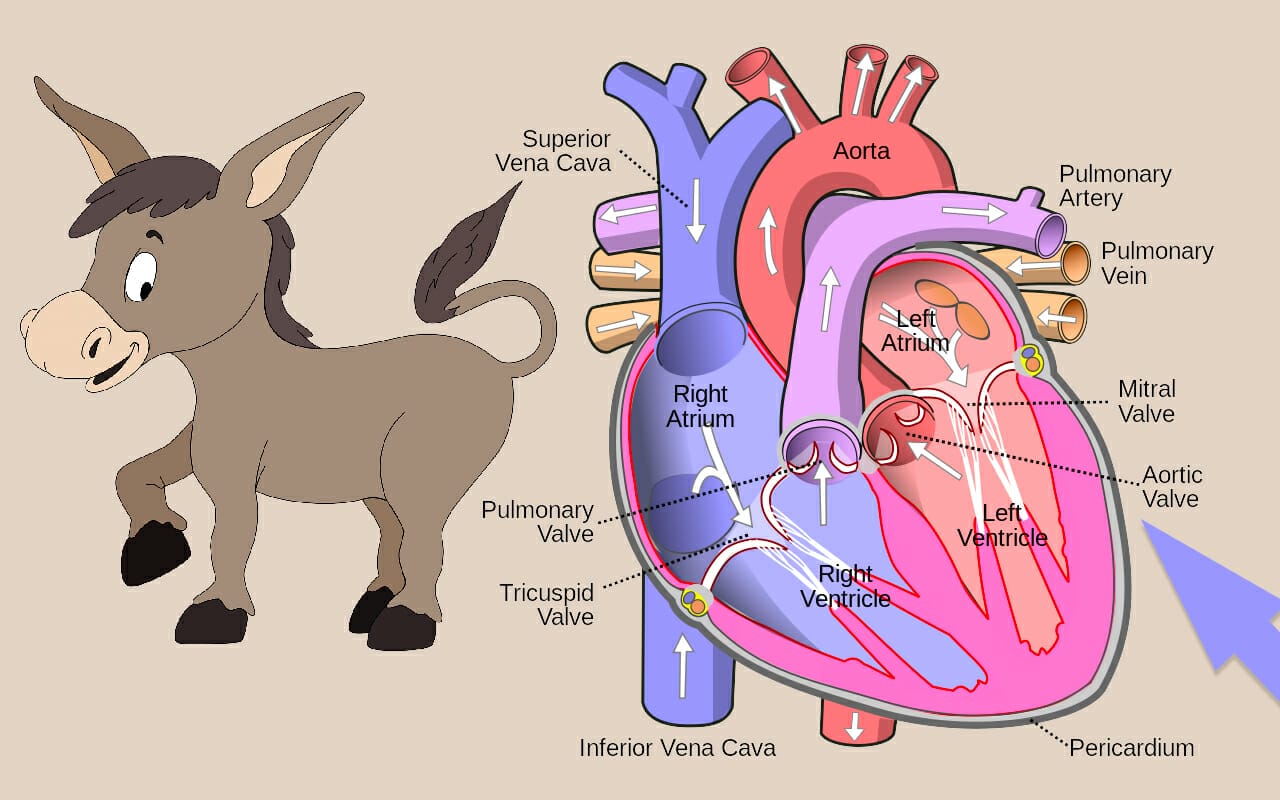 How to Remember Blood Flow Through the Heart: Easy Mnemonic Examples
