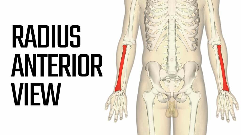 How to Remember Ulna and Radius: The Best 3 Bone Mnemonics
